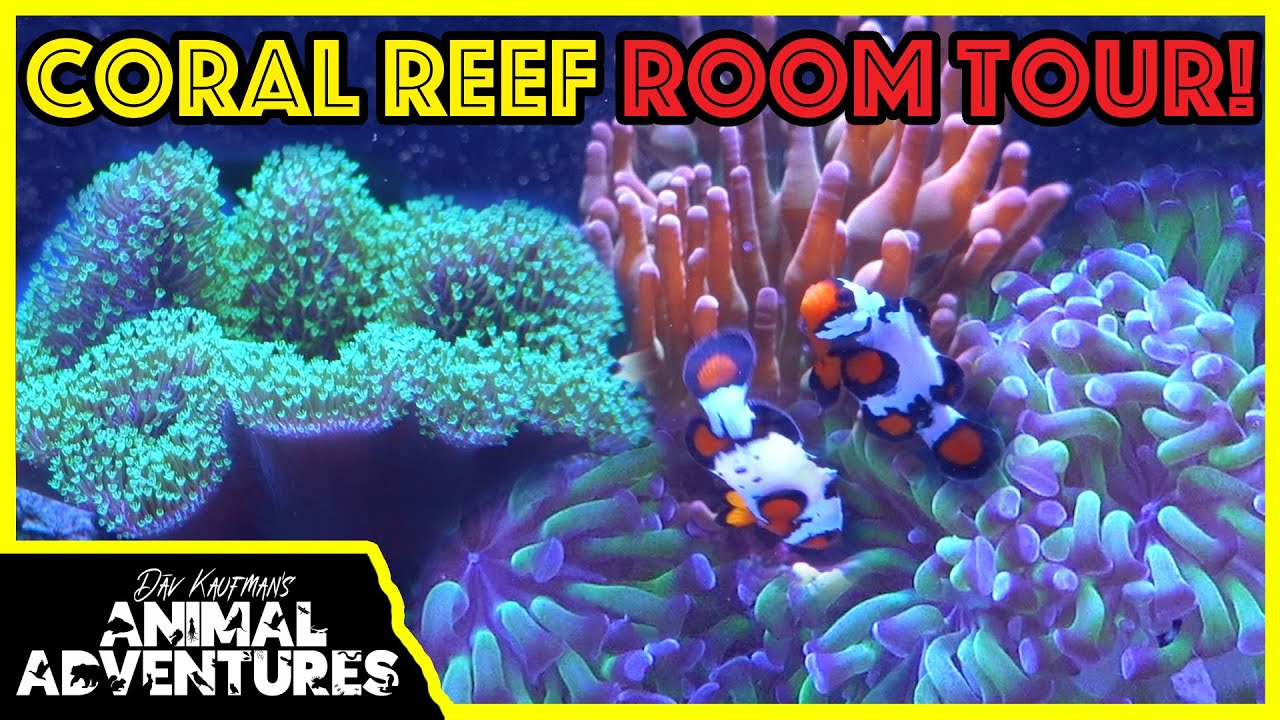 Saltwater reef FISH ROOM TOUR! (setting up your CORAL REEF aquarium ...