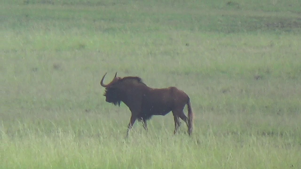 Black Wildebeest Hunting in South Africa With A .375 Ruger - YouTube