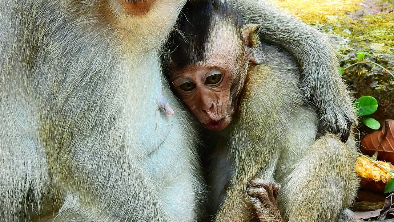 POOREST BABY MONKEY ELFI CRRY HUNGRY AND REQUEST MILK TILL MAMA ...