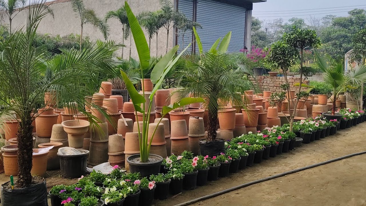 Adarsh Nursery patran road samana #garden #plants #nursery - YouTube
