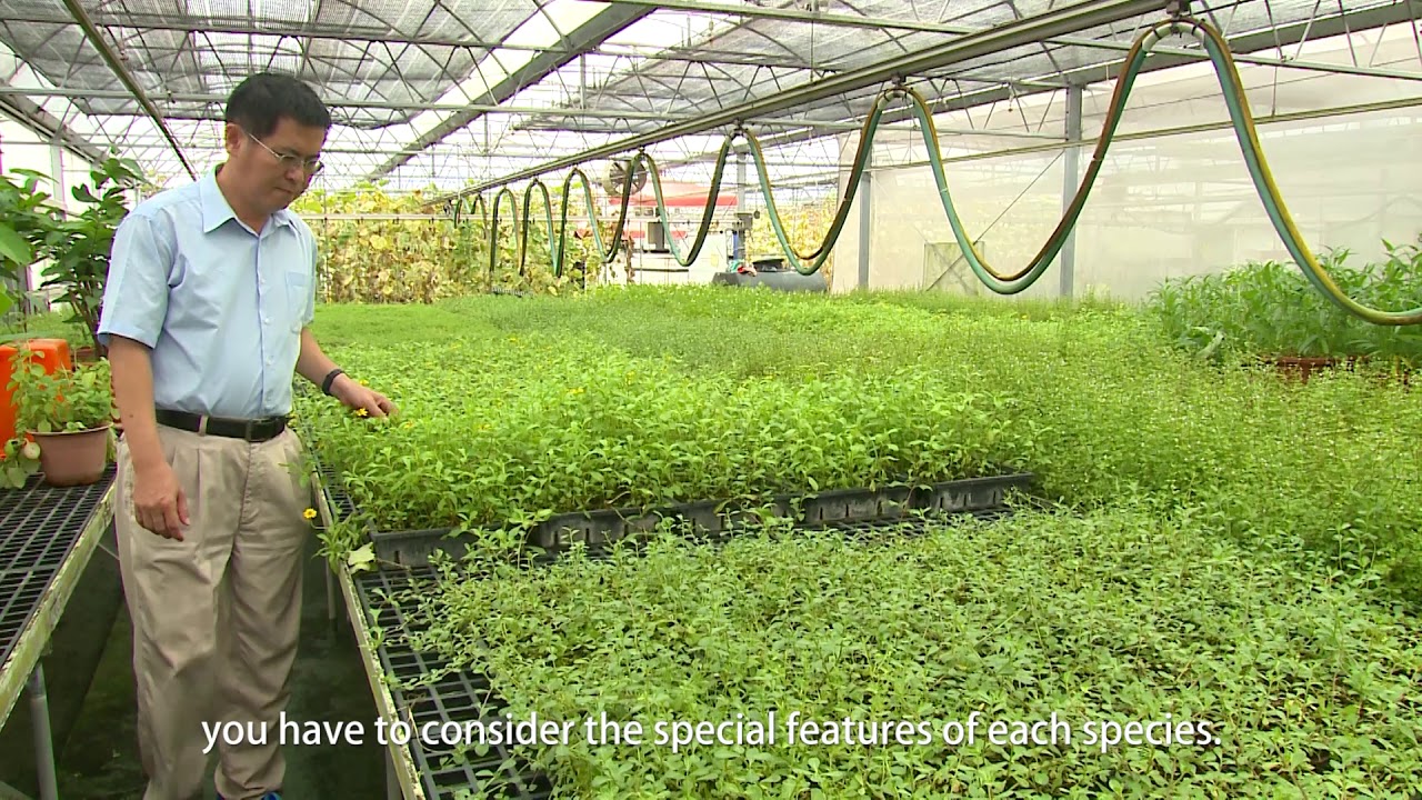 Sod culture. - YouTube