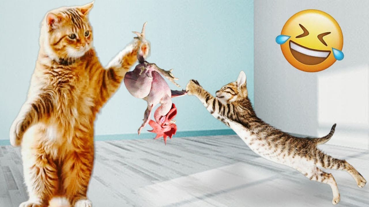 A fun day with silly cat actions 😍 Best Funny Video Compilation 😸🐶 ...