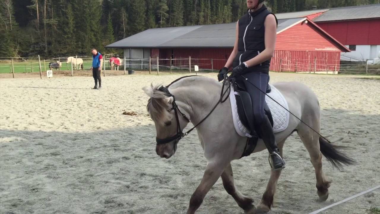 dressurkurs 08.05.2016 - YouTube
