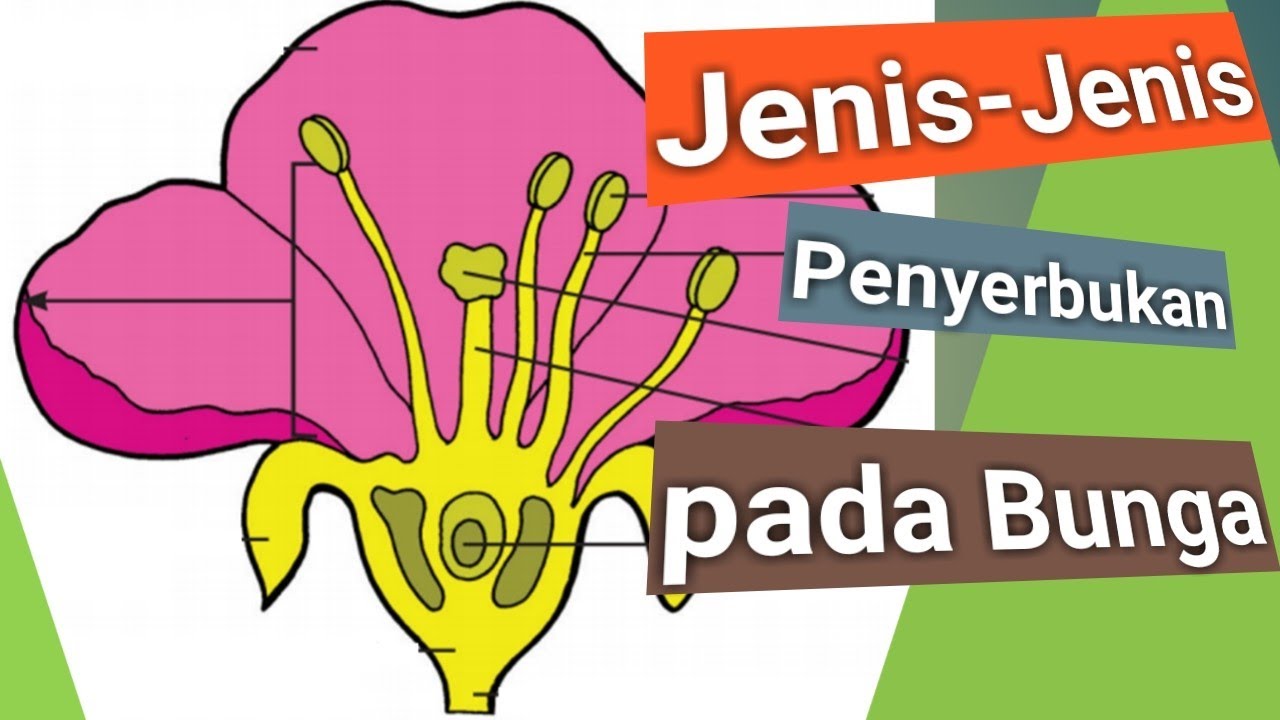 Penyerbukan pada Bunga - YouTube