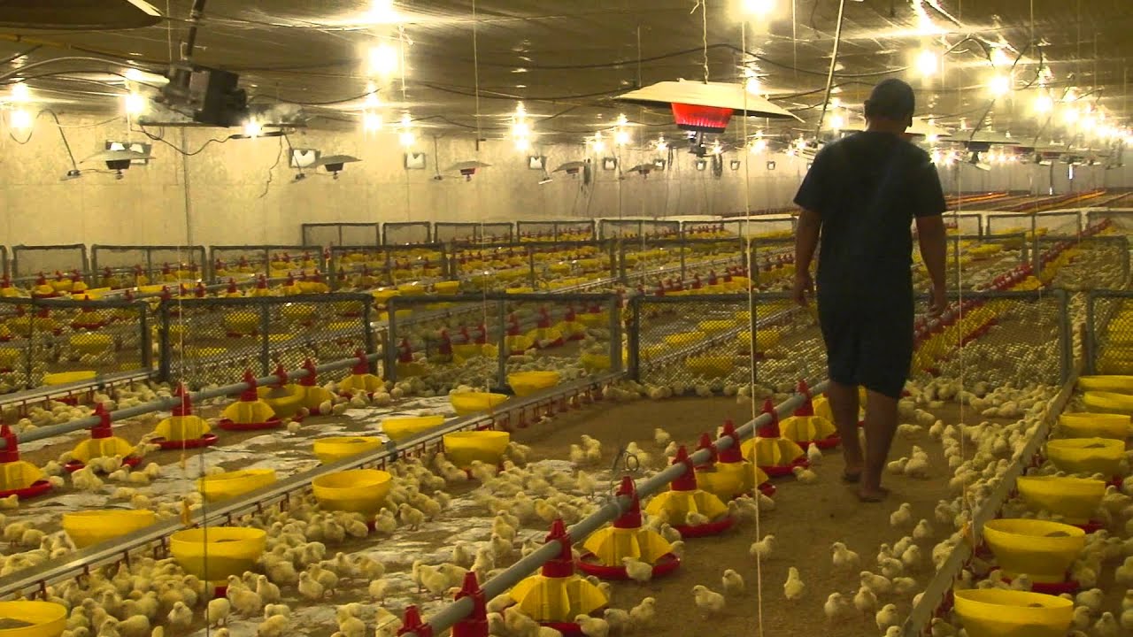 TÉCNICA AVÍCOLA - YouTube