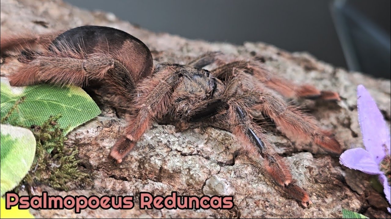 Psalmopoeus Reduncas ( Costa Rican Orange Mouth ) #fyp #youtube # ...