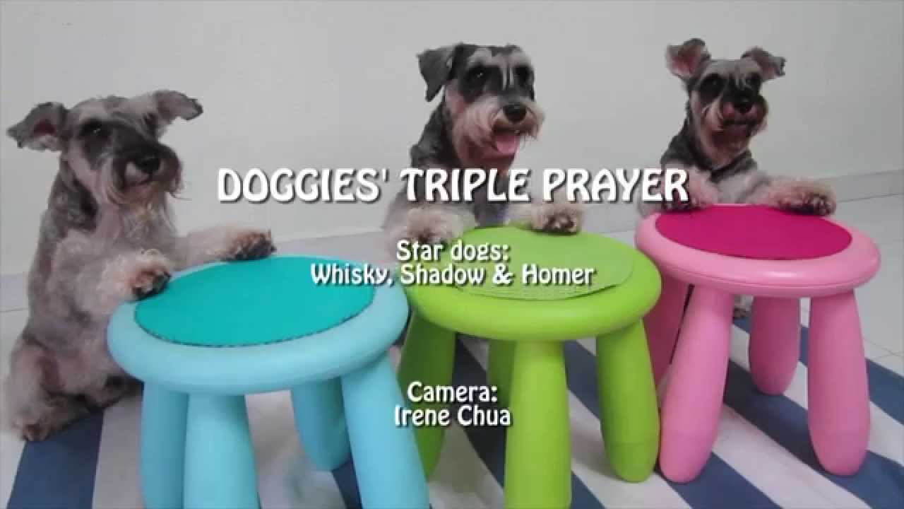 Funny SYNCHRONIZED TRIPLE Dog Tricks: Say your Prayer!! - YouTube