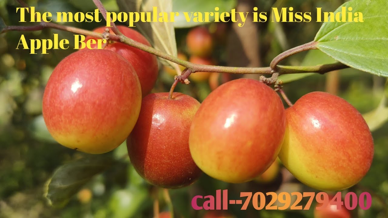 New & Advance Variety Apple Ber Miss India Apple Ber, most profitable ...