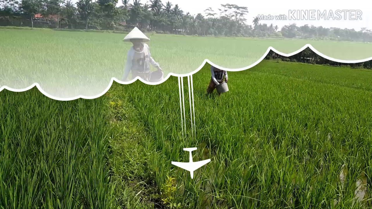 CARA MUDAH MEMUPUK AGAR TANAMAN PADI SUBUR - YouTube