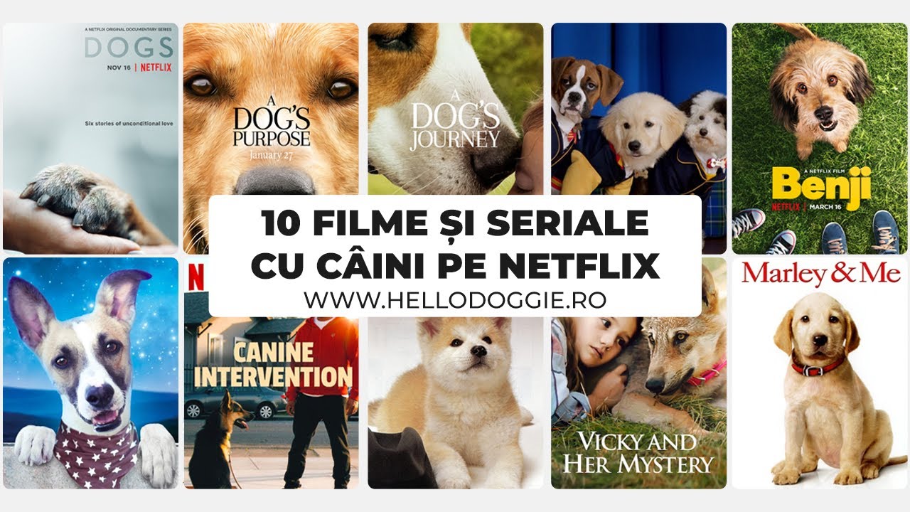 TOP 10 FILME ȘI SERIALE CU CÂINI PE NETFLIX 🔥🍿 - YouTube