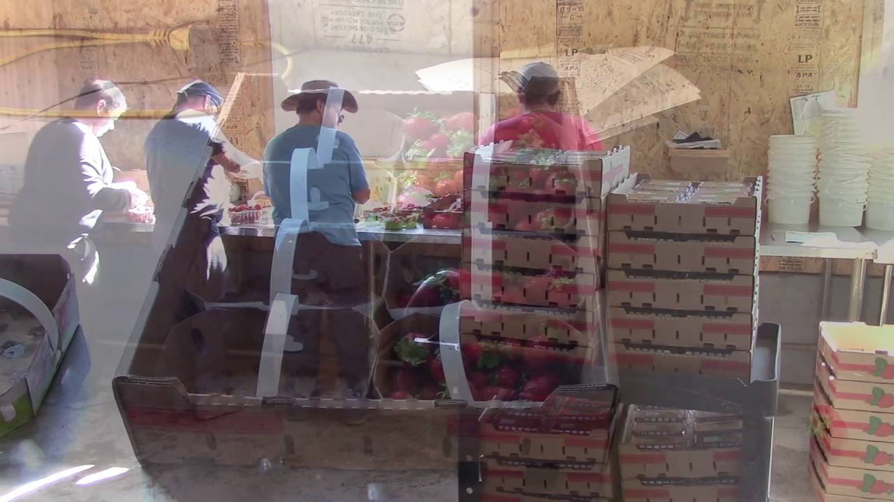 Ferme Bourdages Tradition - YouTube