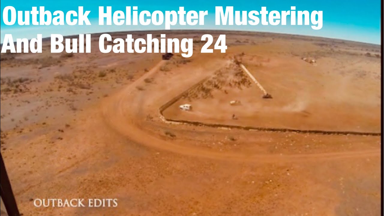 Outback Helicopter Mustering and Bull Catching Western Australia 24 ...