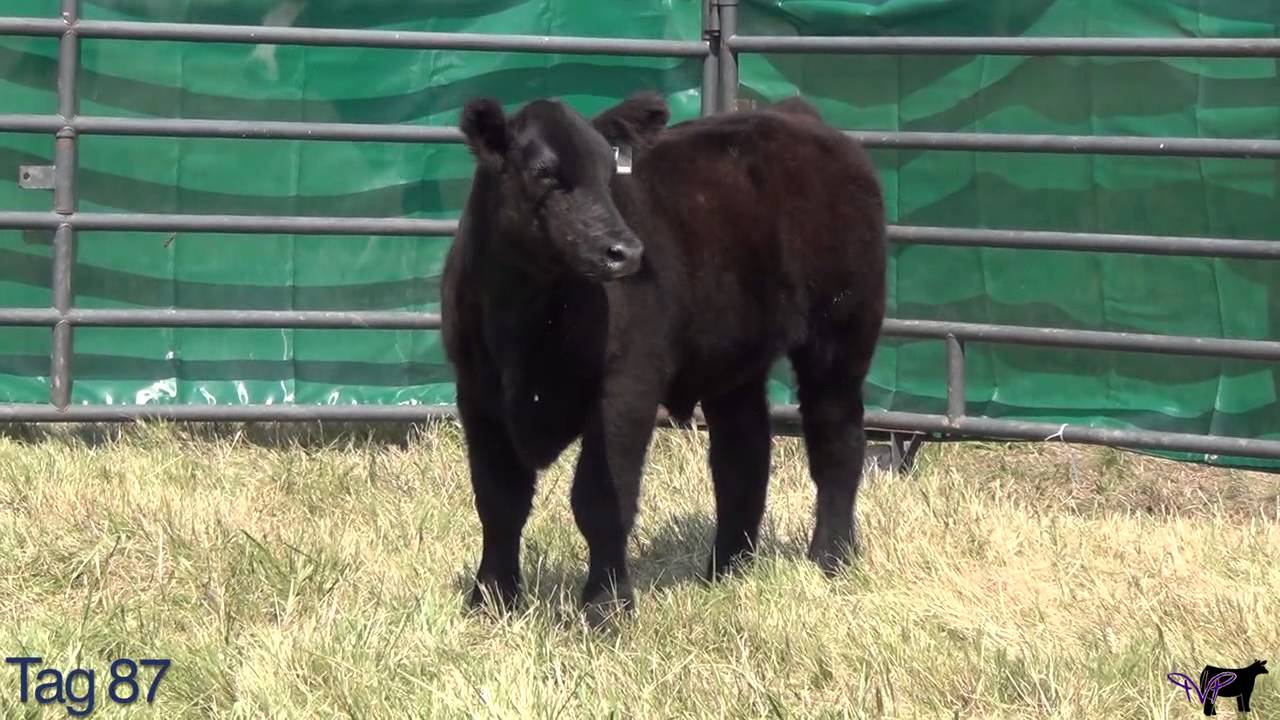 Rock Falls Ranch-Tag 87 - YouTube