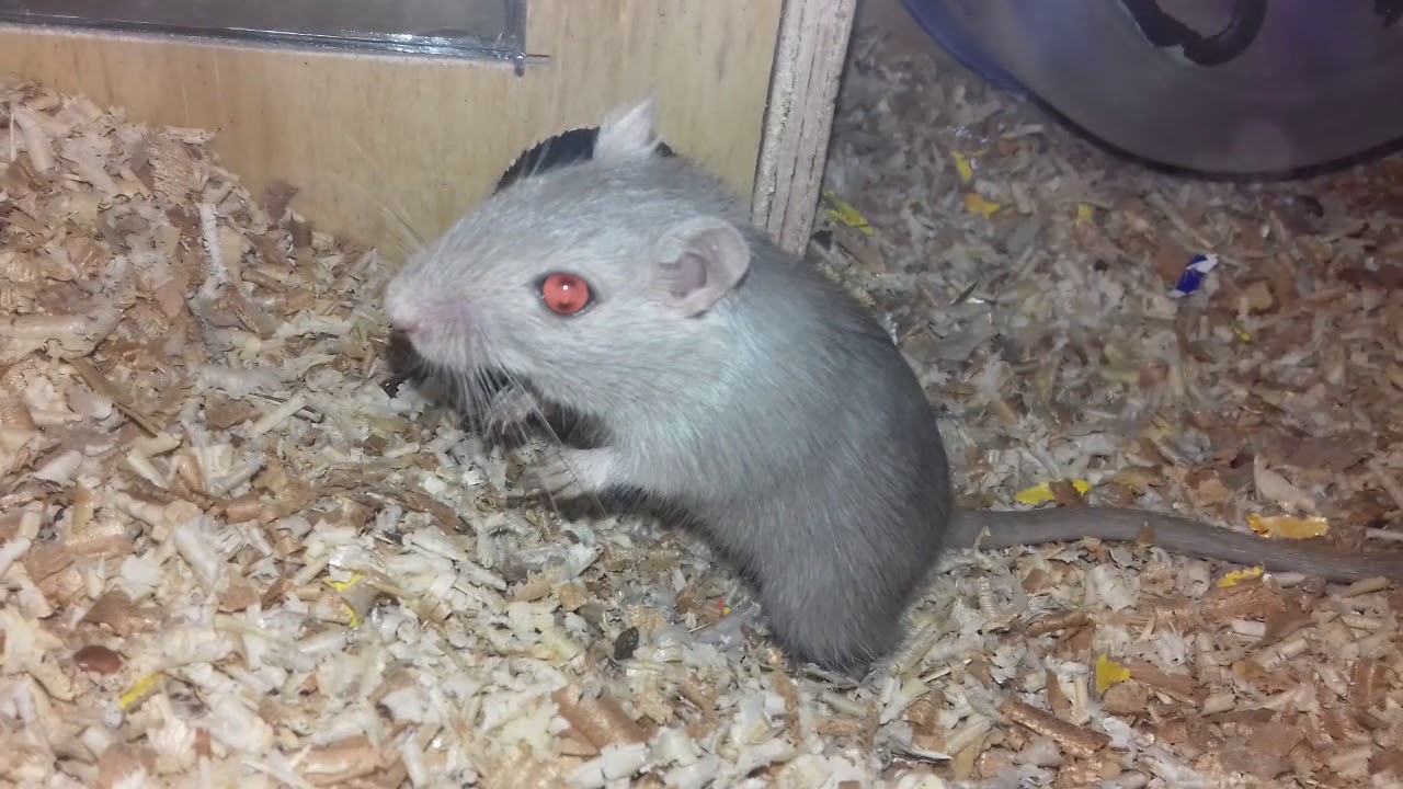 Gerbil kick sound - YouTube