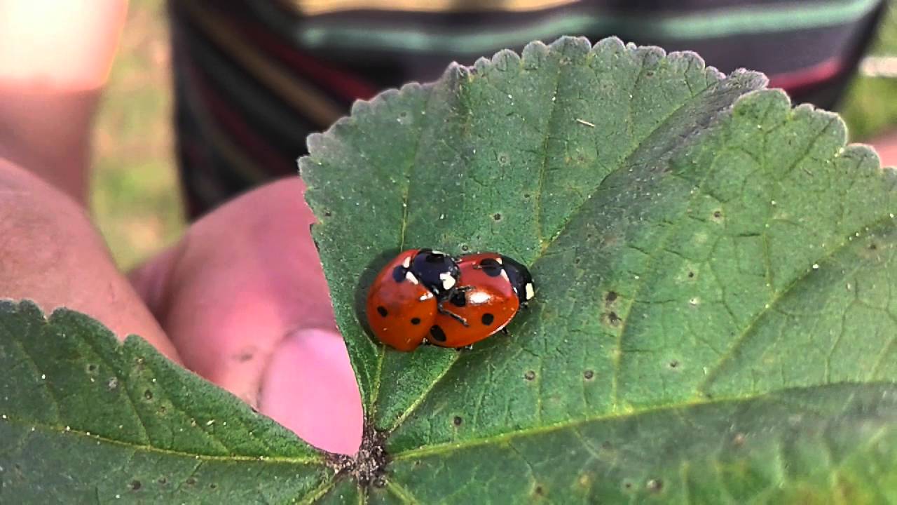 Lady Bug Having Public Sex Lol Youtube