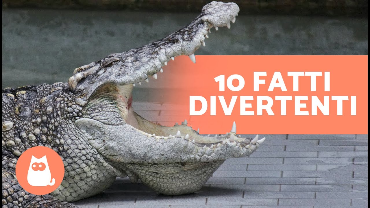 10 CURIOSITÀ sui COCCODRILLI 🐊 | Mangiano pietre? Rigenerano i loro ...