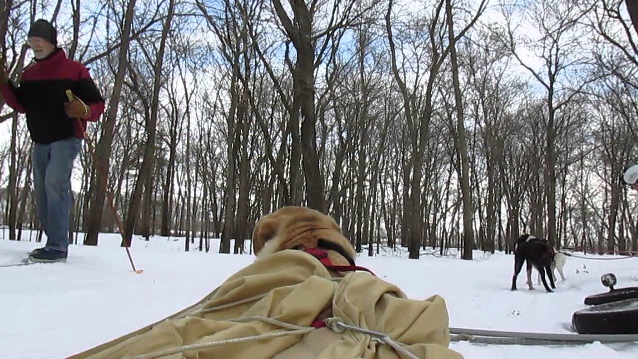 "Fat Bike"+ Pulk Sled + Dogs = Bikejoring - YouTube