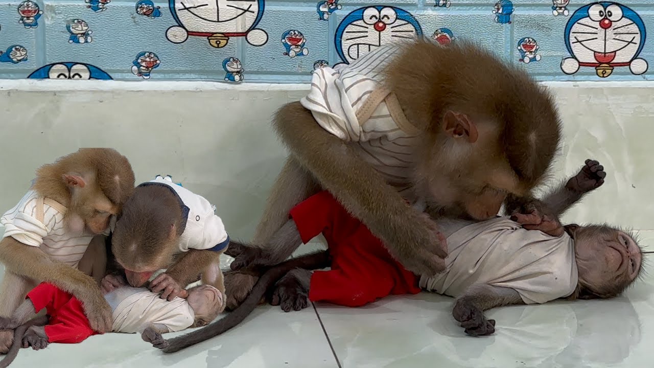 Monkey Sam & Asher taking care of tiny Baby Bob is so cute - YouTube
