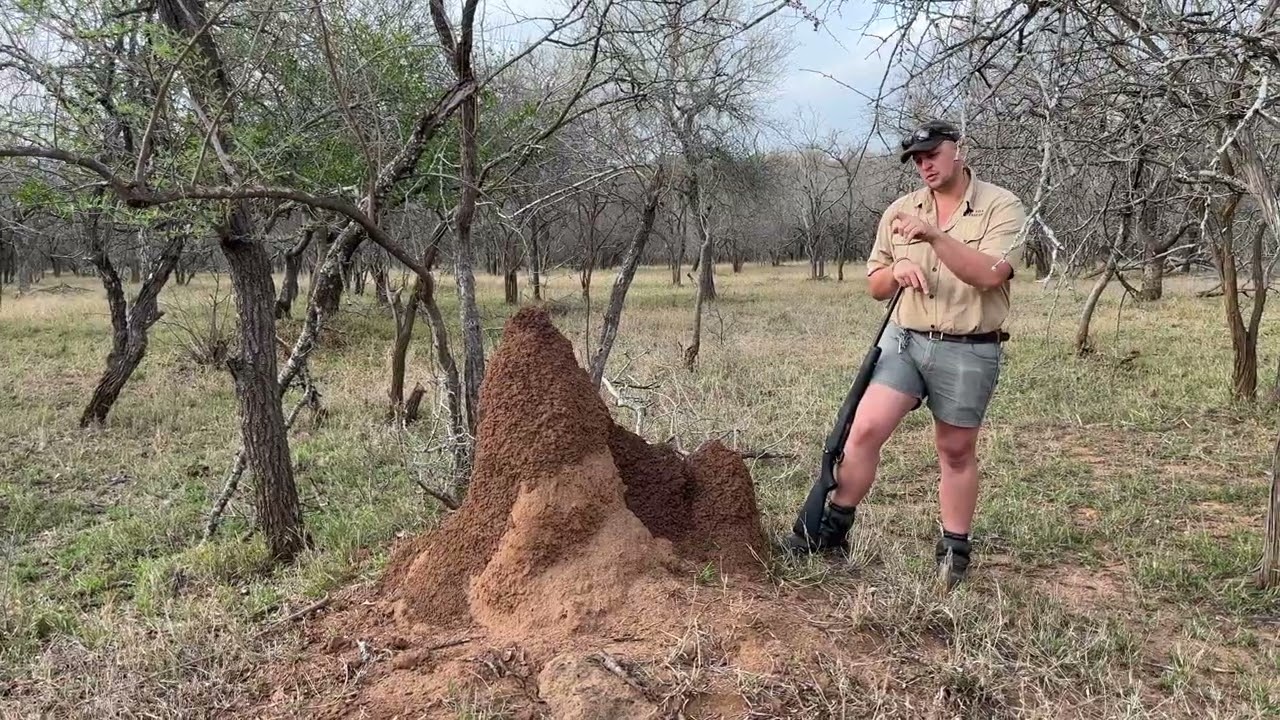 South African talking about termite mound - YouTube