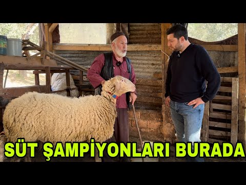 HACI ABİNİN KOYUN AŞKI ~ SÜT VE ET HARİKASI ASAF KOYUNU