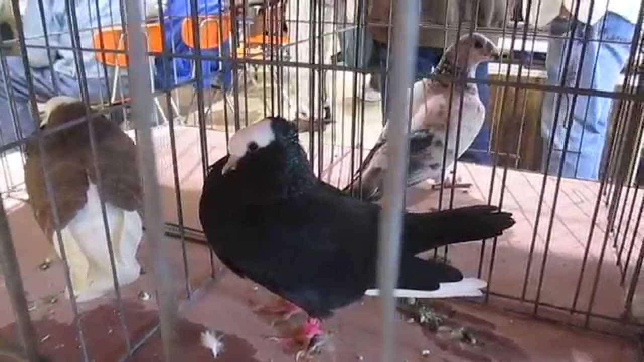Mookee Pigeon black - YouTube