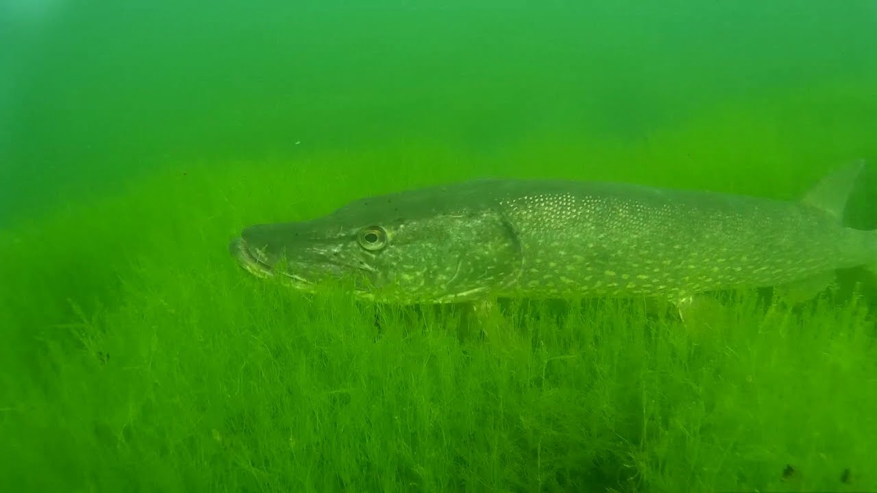 Blue Lagoon Underwater Giant Pike Crystal Clear Water - YouTube