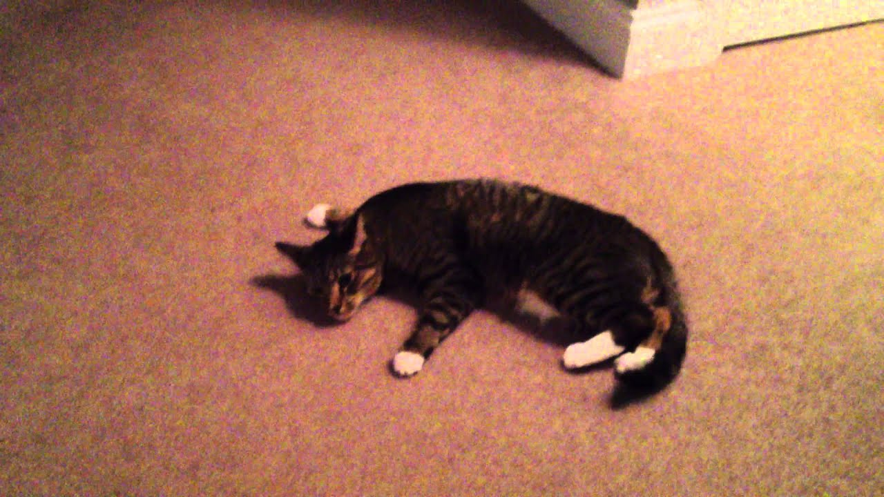 Baxter Rolls - YouTube
