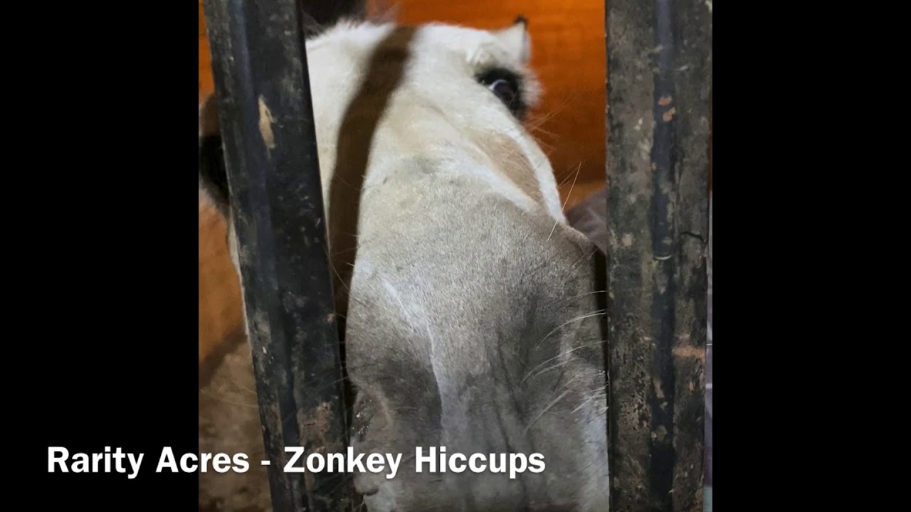 Silly Zonkey upset about her hiccups - YouTube