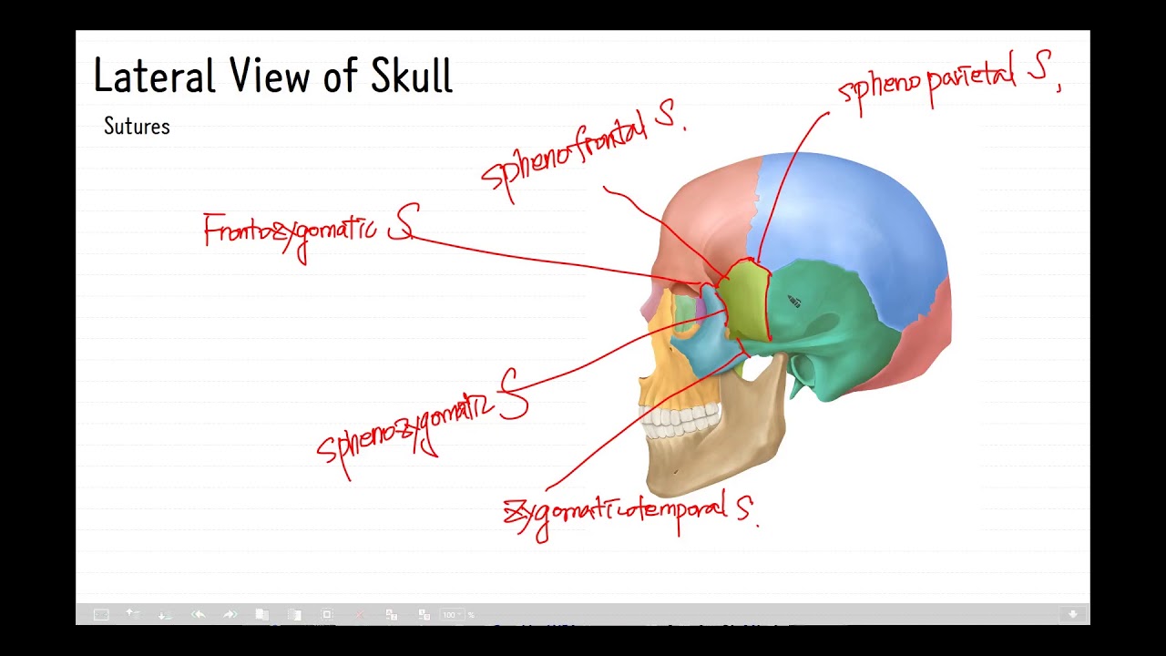 Skull 11 Lateral View 5 Eng (Mandibular ramus, sutures, and landmarks ...