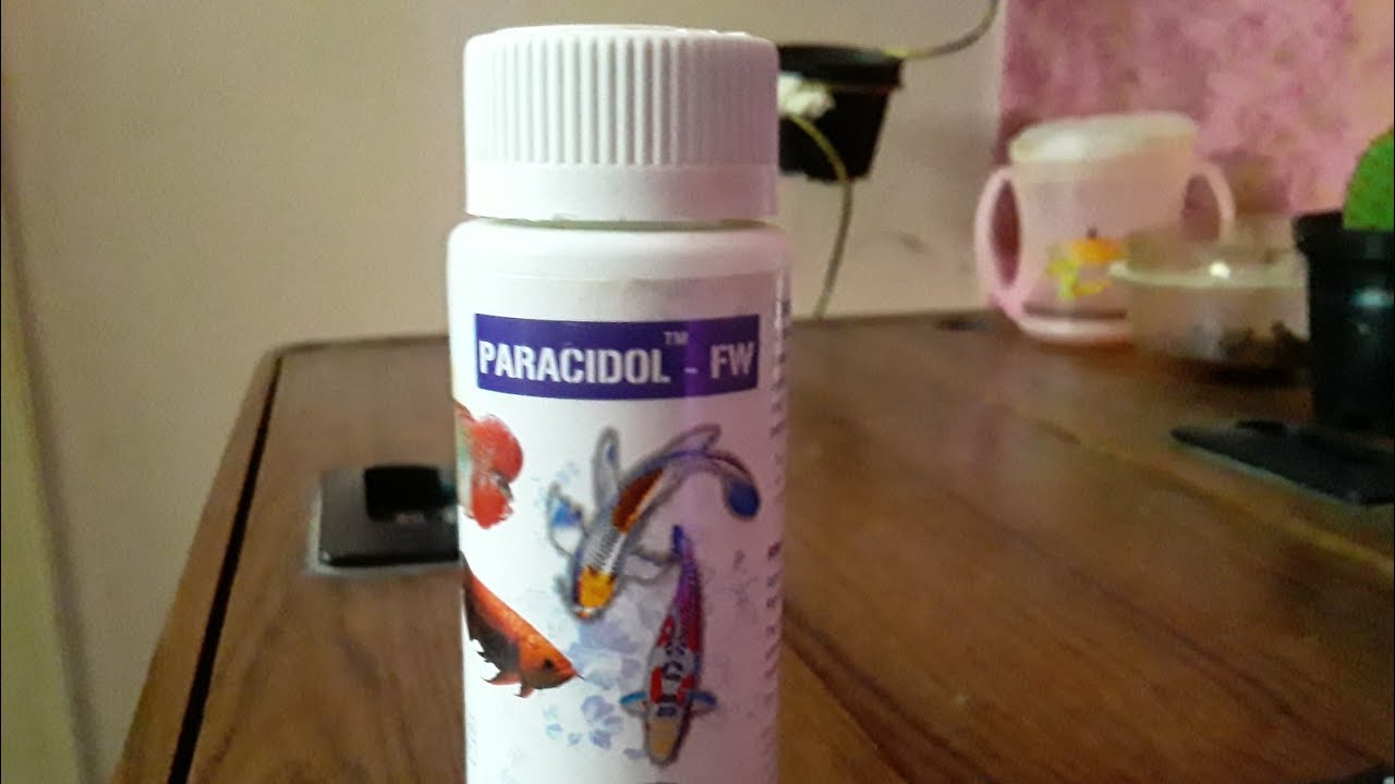 How To Care Aquarium Fishes | Paracidol - YouTube