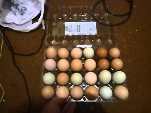 How To Incubate Chicken Eggs - YouTube