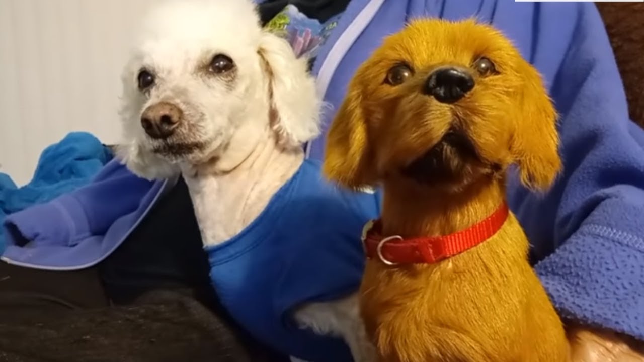 Poodle becomes extremely jealous of fake dog - YouTube
