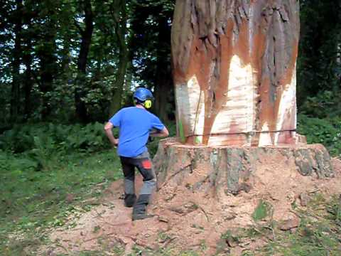 redwood felling - YouTube