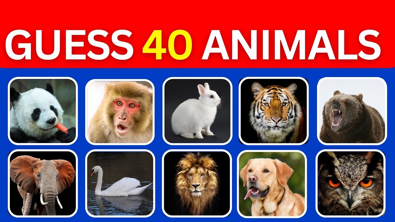 Guess 40 Animals in 3 Seconds |Animal Guessing Game | Learn Animal ...