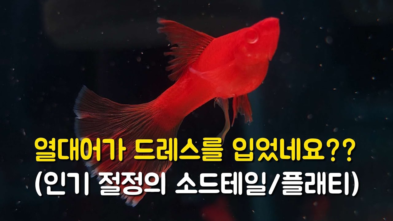 드레스 입은 물고기 최초공개 최근 수입 소드테일플래티 소개해드릴게요~ 아쿠아푸름 고정구피 열대어 소드테일 금붕어