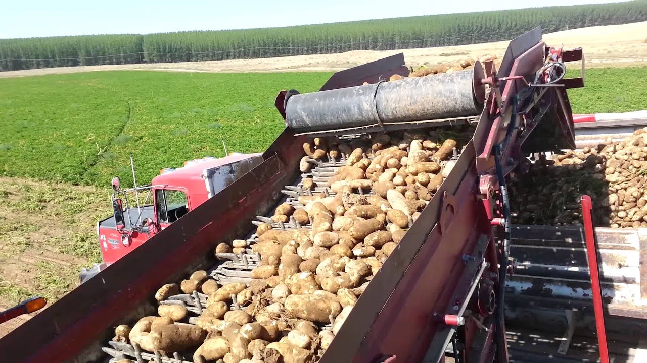 Cosechando papas 2013 - YouTube