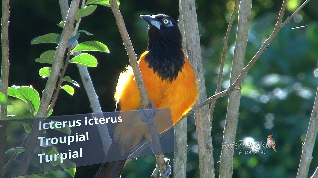 TURPIAL lleva alimento al nido (Troupial, Icterus icterus) Ave Nacional ...