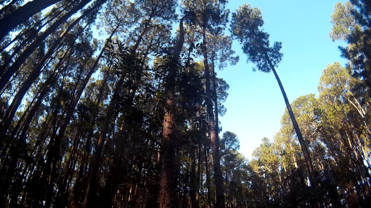 Bosque Gigante,Muito Incrivel, um Floresta Gigante, Universidade ...