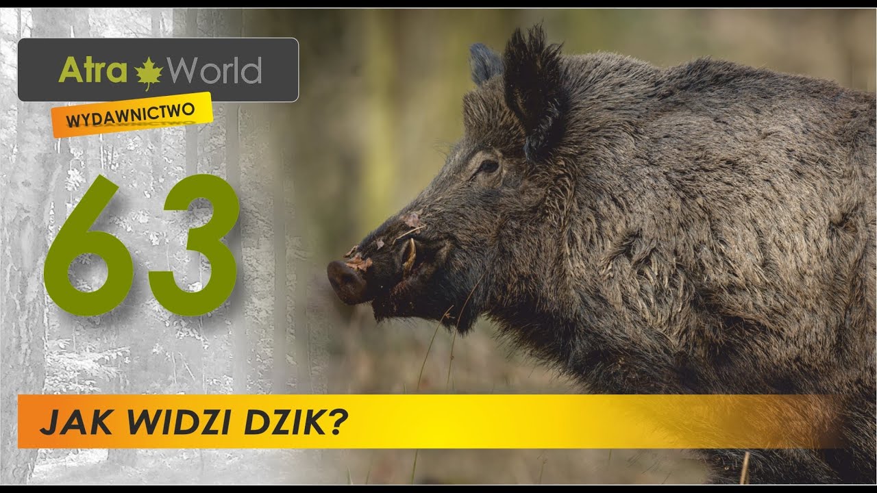 Jak widzi dzik? - YouTube