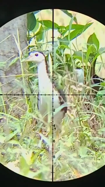 burung ruak ruak #burungkicaudialamliar #birds #bird - YouTube