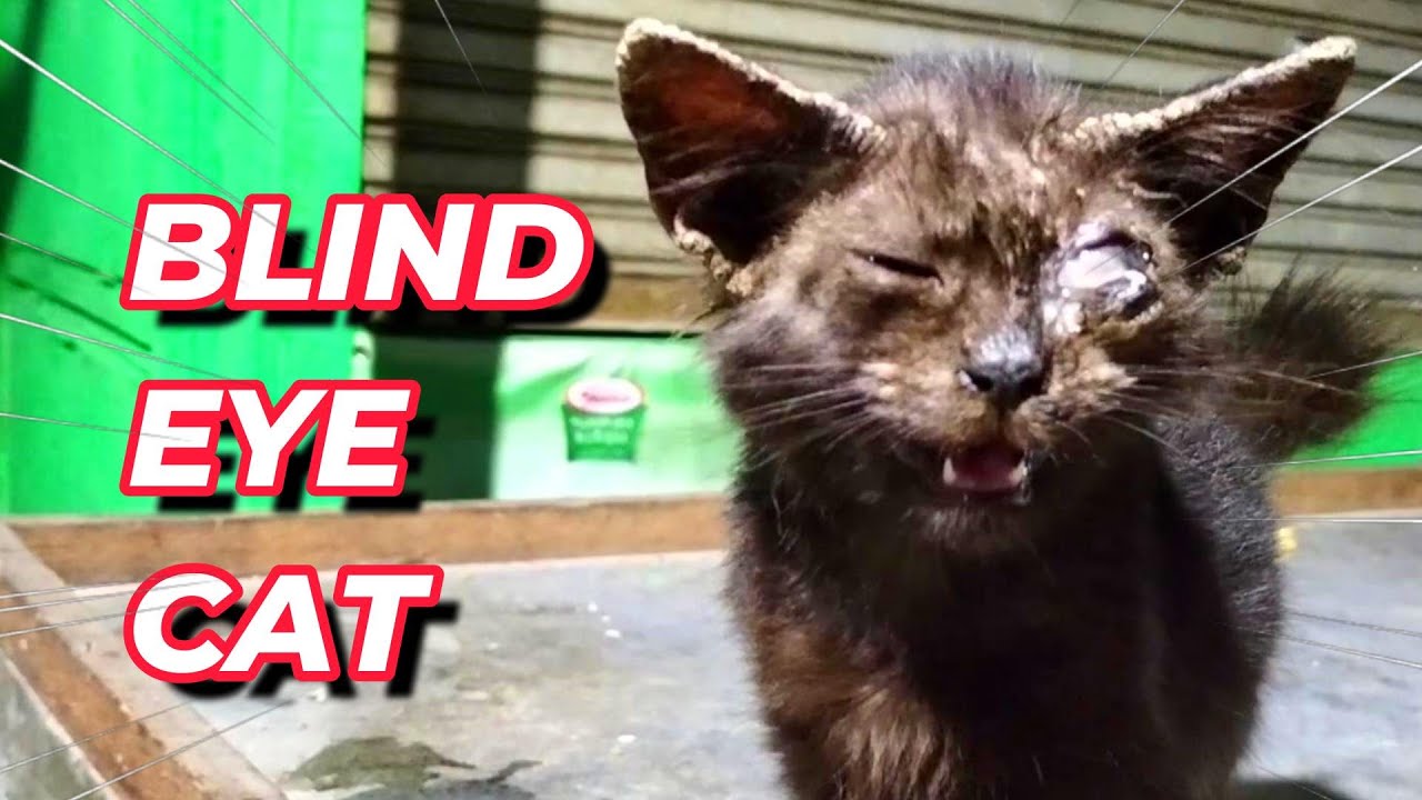 A long-suffering cat lives with only one eye who lives on the outskirts ...