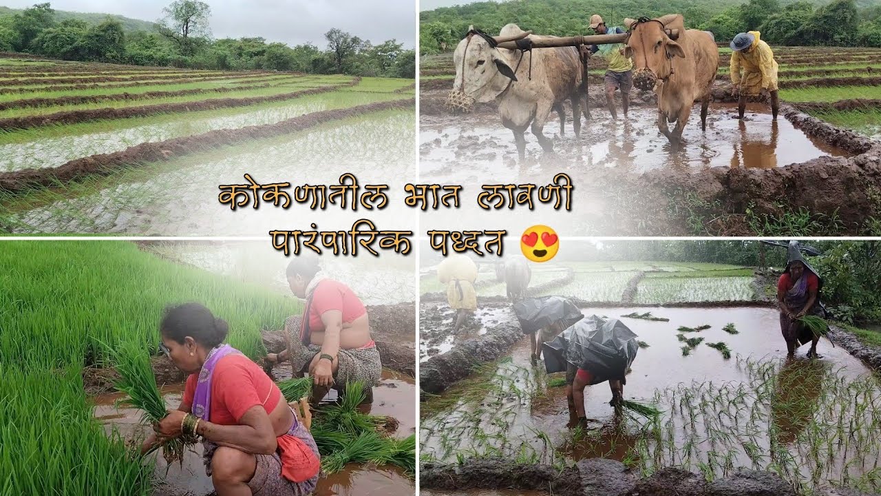कोकणातील भात लावणी🌾😍 | भात शेती | Kokanatil Bhat Lavani | Bhat Sheti ...
