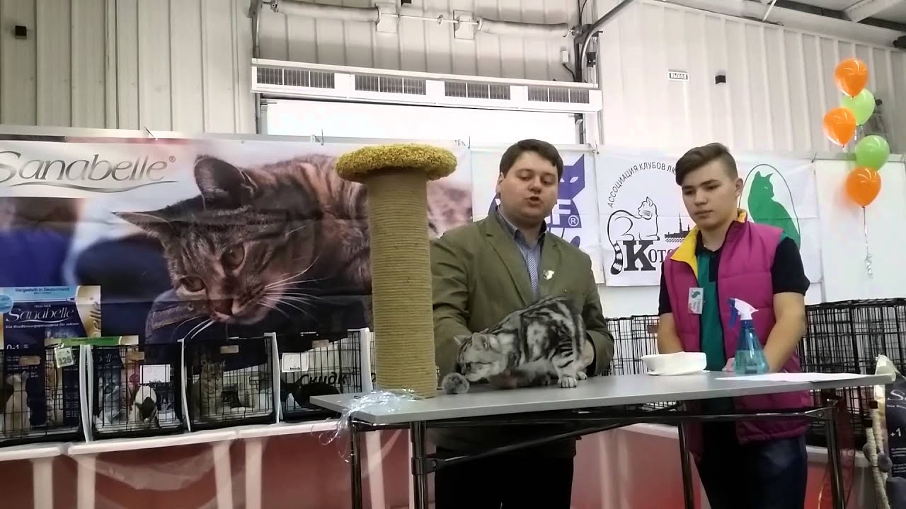 питомник Lacy Cat кот Даниссимо - YouTube