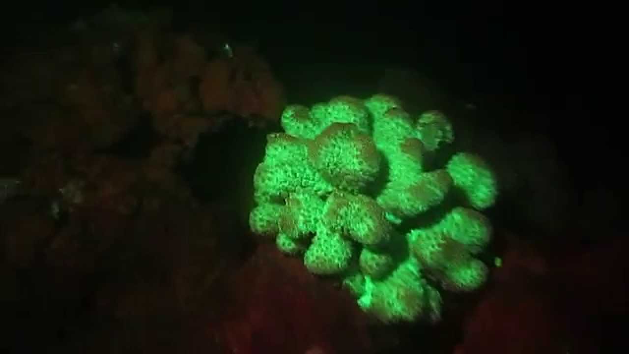 Bio-Fluorescent Coral in Maui, Hawaii - YouTube