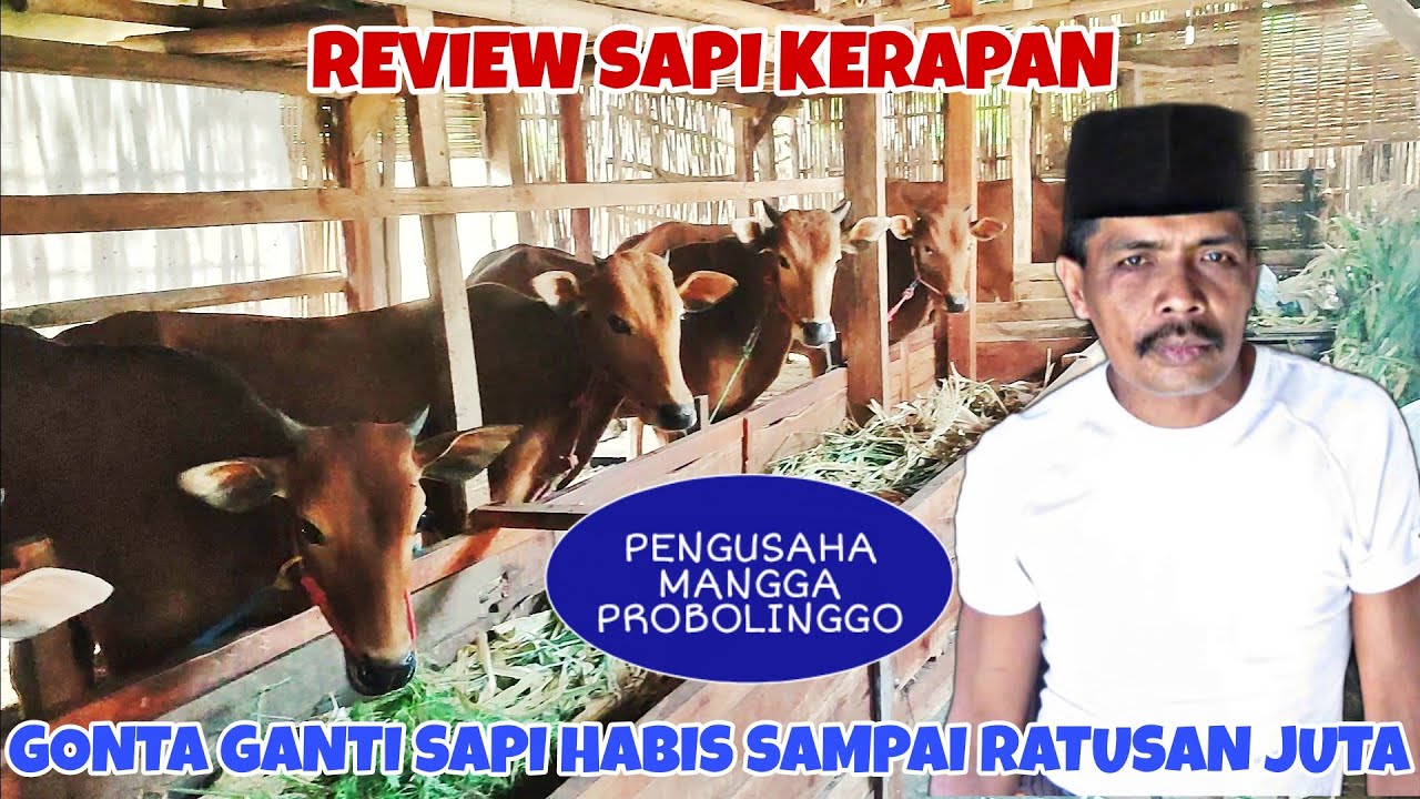 REVIEW SAPI-SAPI MILIK TIM RAJA PELTAS || PEMULA BELAJAR KERAPAN SAPI ...