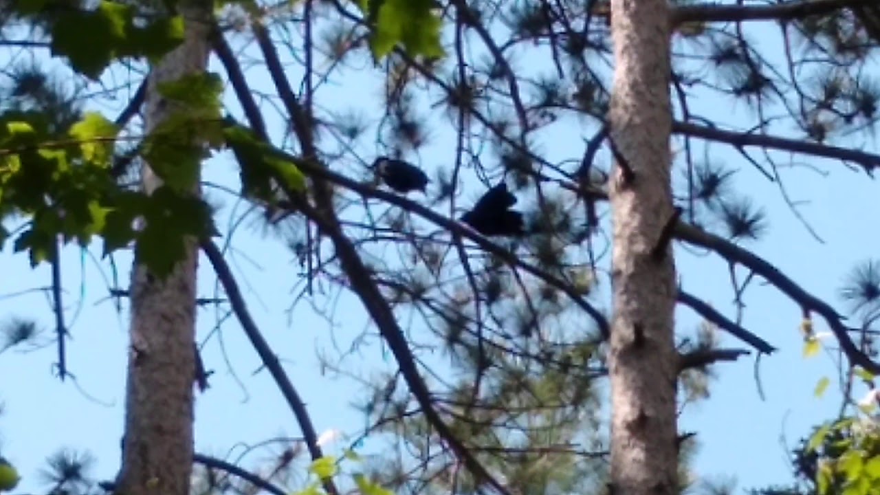 Baby crows learning to fly - YouTube