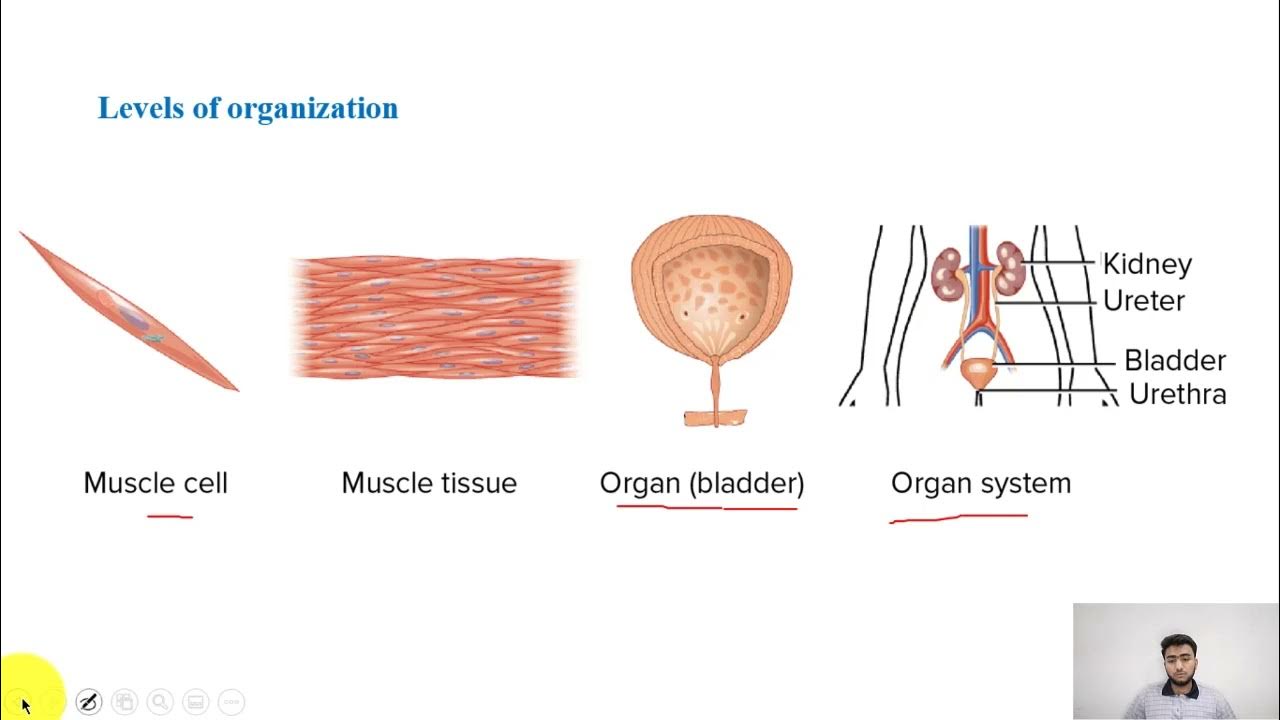 LECTURE 4~SPECIALIZED CELLS,TISSUES AND ORGANS - YouTube