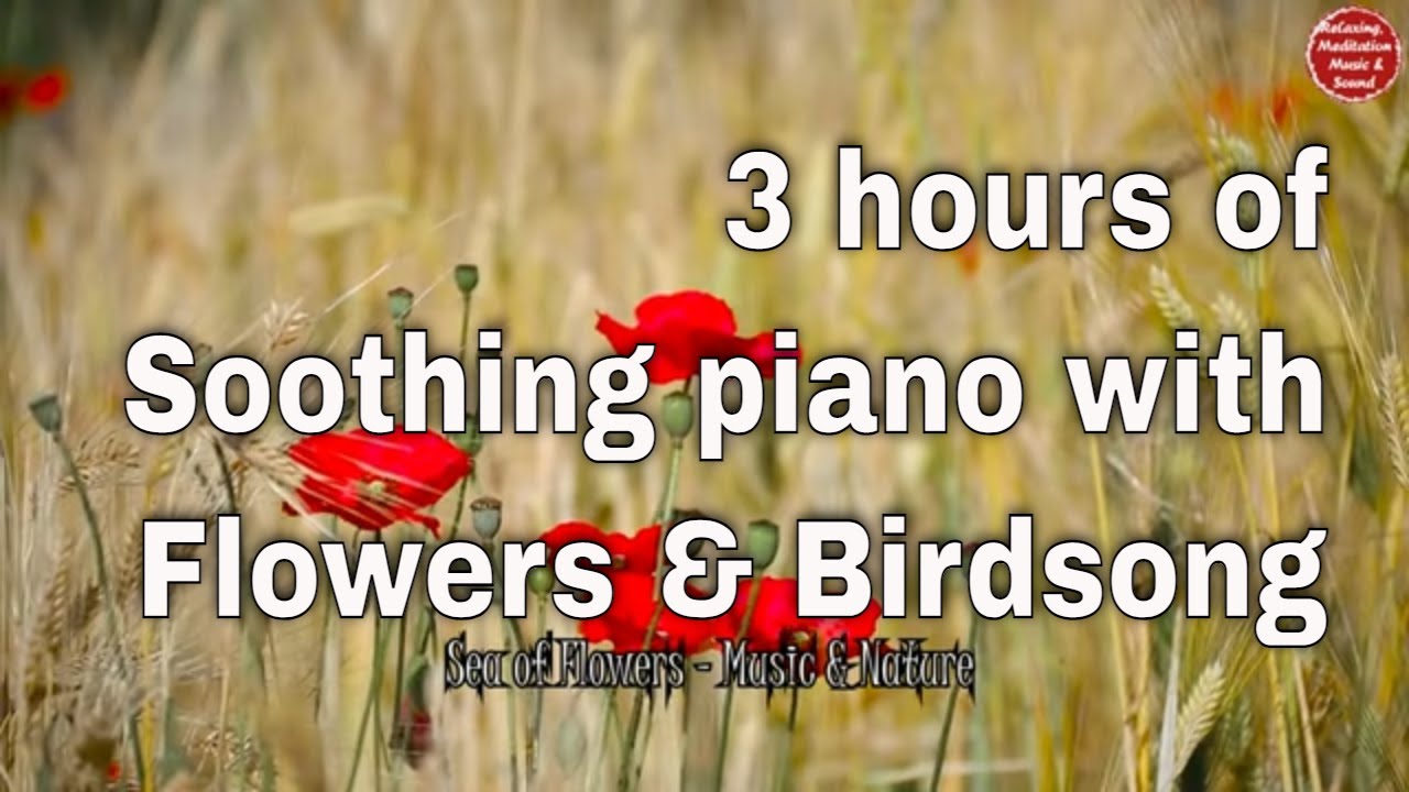 Soothing music with piano and birds singing for 3 hours, music to relax ...
