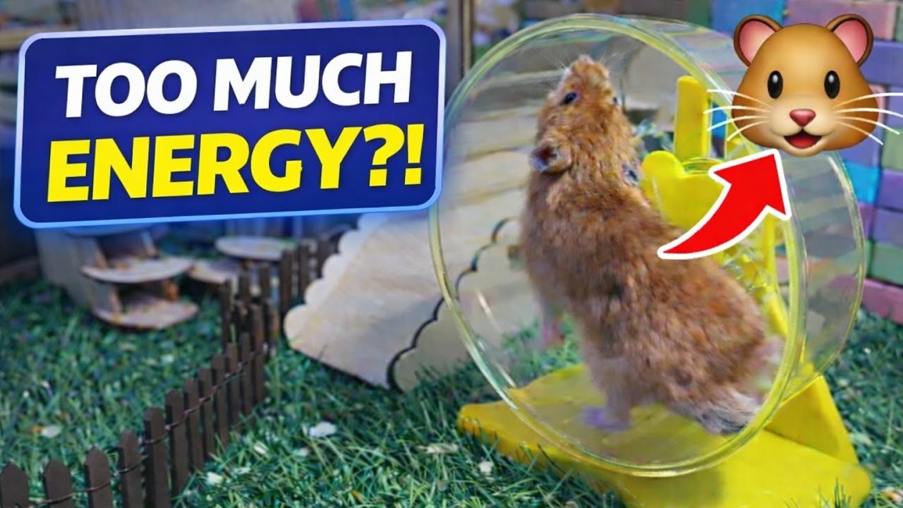 This Hamster Has Infinite Energy 🐹💨 - YouTube