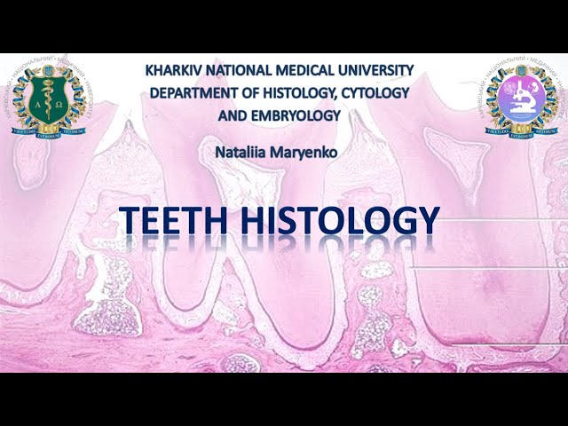 Tooth Histology Slides